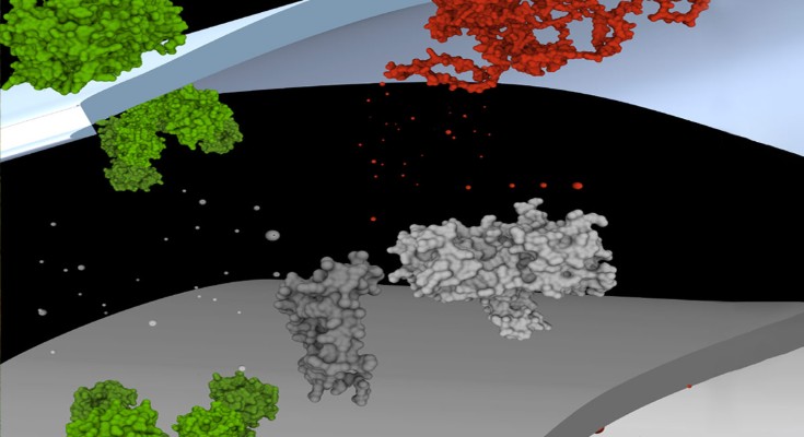 Nature Cardiovascular Research