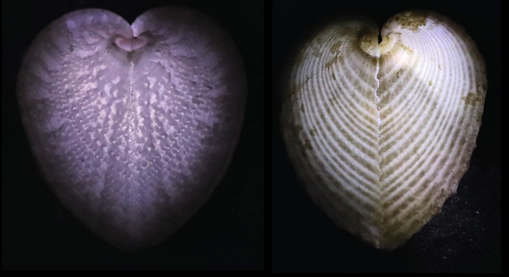 Nature Communications