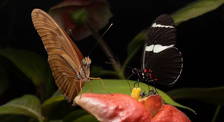 Nature Communications