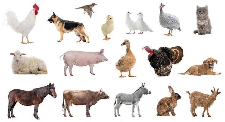 npj Veterinary Sciences