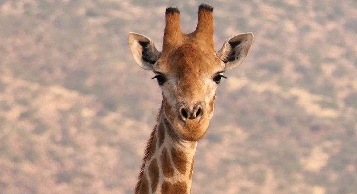 Nature Ecology & Evolution