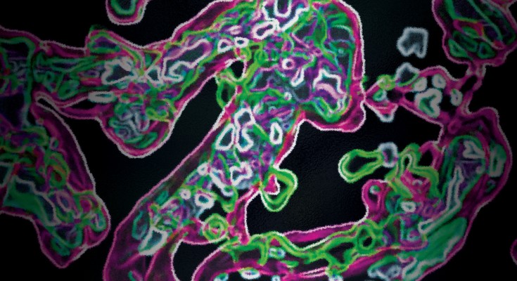 Nature Cell Biology