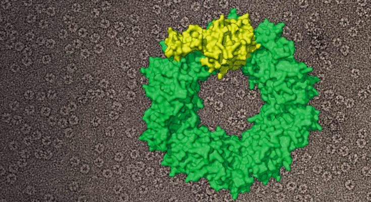 Nature Chemical Biology