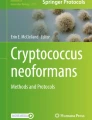 The Cryptococcus neoformans Titan Cell: From In Vivo Phenomenon to In ...
