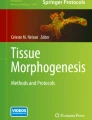 Cell-Based Computational Modeling of Vascular Morphogenesis Using Tissue Simulation Toolkit ...