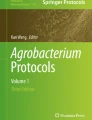 pGreen: a versatile and flexible binary Ti vector for Agrobacterium ...