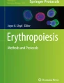 Erythroblastic islands, terminal erythroid differentiation and ...