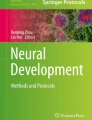Brainbow: Principle, Technique, and Applications | SpringerLink