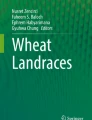 Domestication and Evolution of Ancient Wheats | Springer Nature Link (formerly SpringerLink)