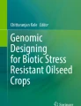 Advances in Brassica rapa Improvement: Combating Diseases and Insect ...