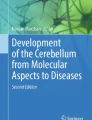 Cerebellum: Anatomy and Function | Springer Nature Link