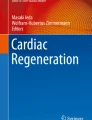 The Role of Large Animal Models in Cardiac Regeneration Research Using ...