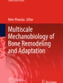 Using Finite Element Modeling in Bone Mechanoadaptation | Current Osteoporosis Reports