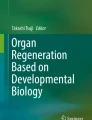 Inner Ear Organoids: Strengths and Limitations | Journal of the ...